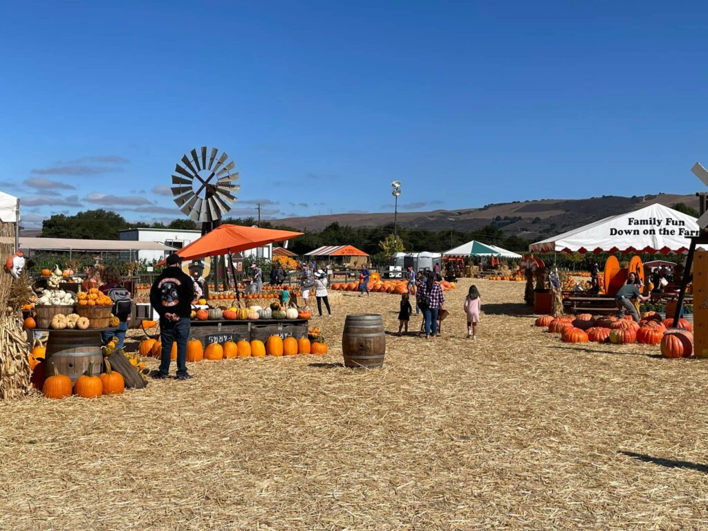 Gallery - Spina Farms Pumpkin Patch