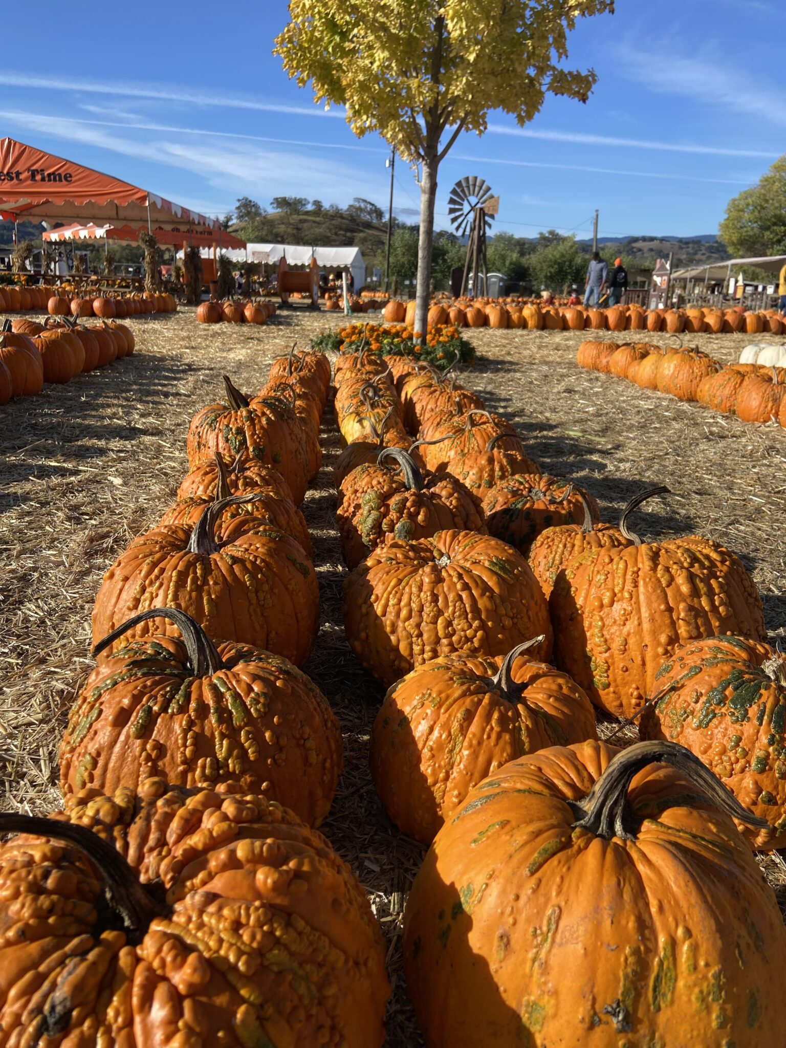 Gallery - Spina Farms Pumpkin Patch