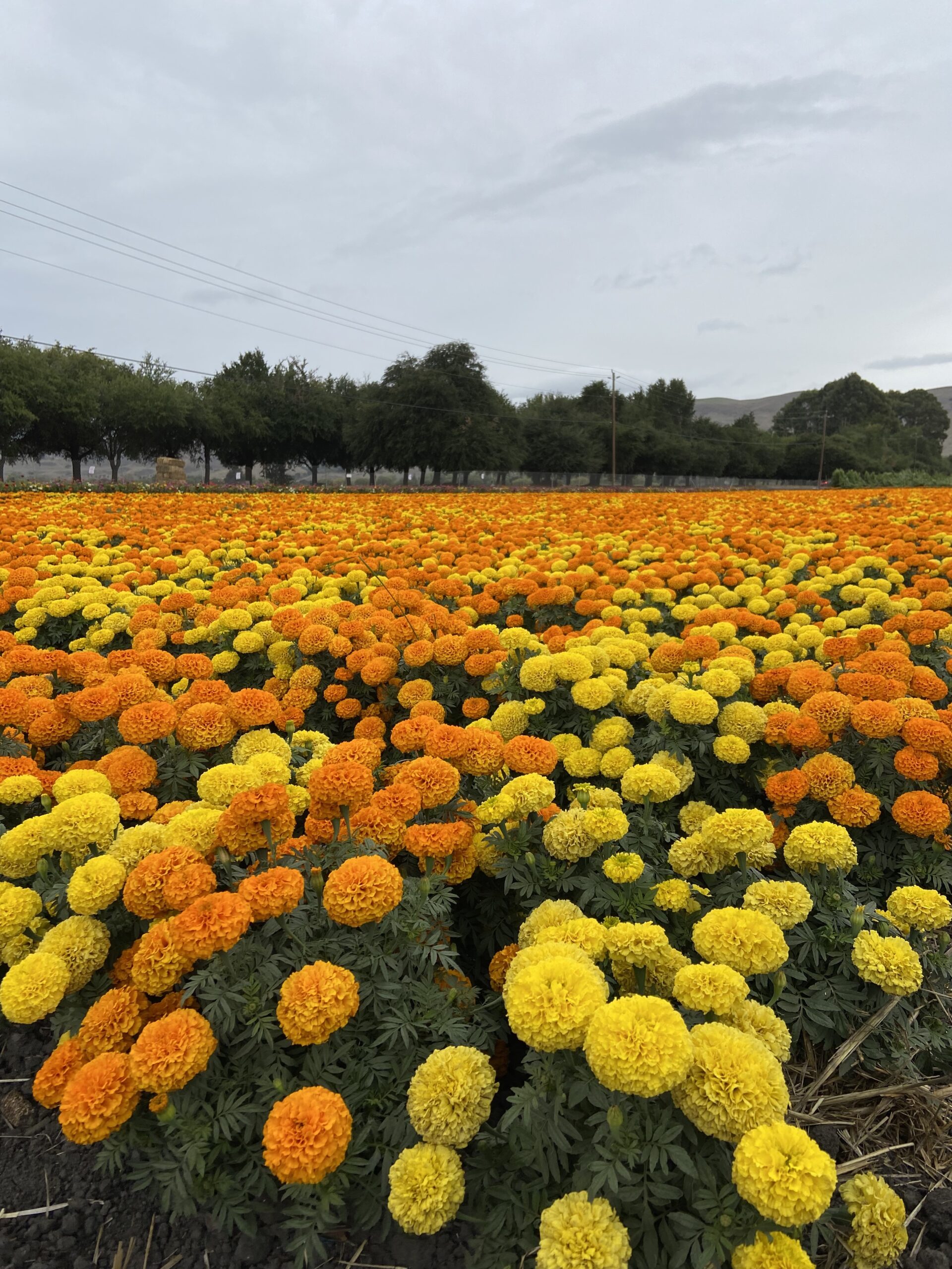 Gallery - Spina Farms Pumpkin Patch