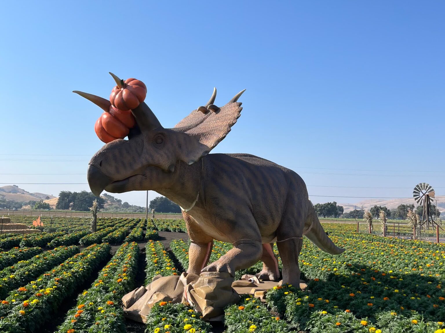 Pumpkin Patch Attractions - Spina Farms Pumpkin Patch