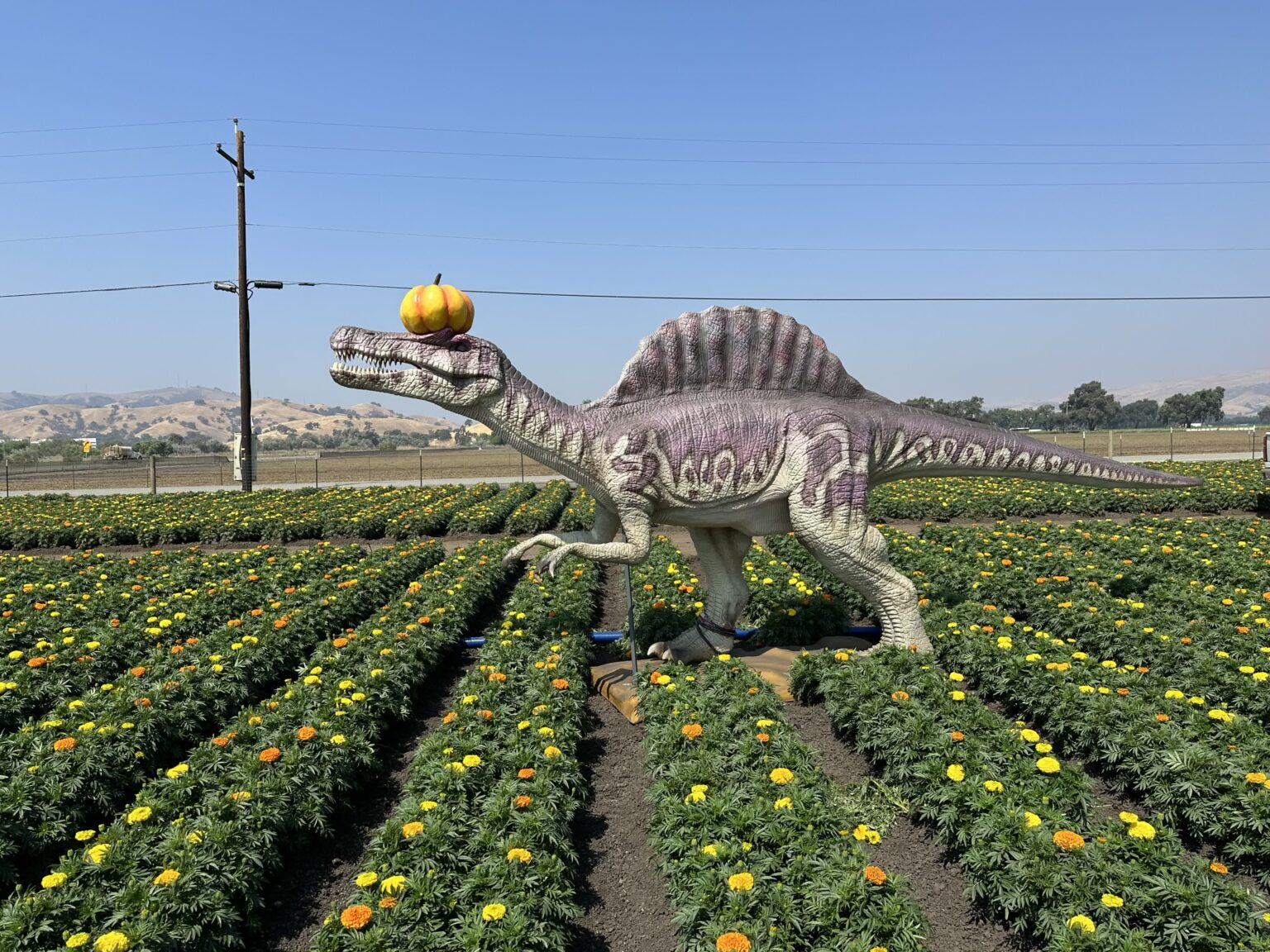 Gallery - Spina Farms Pumpkin Patch
