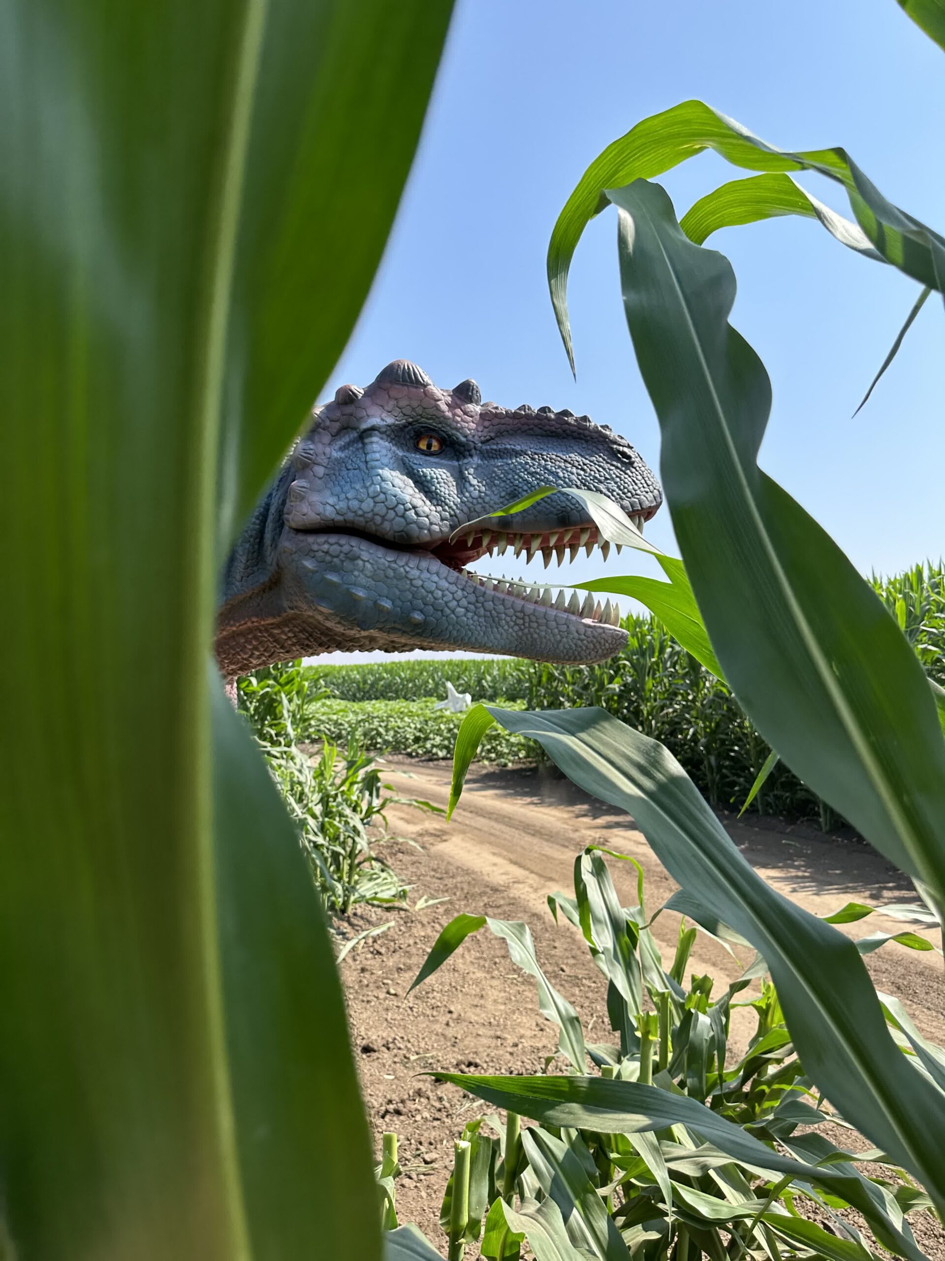 Gallery - Spina Farms Pumpkin Patch