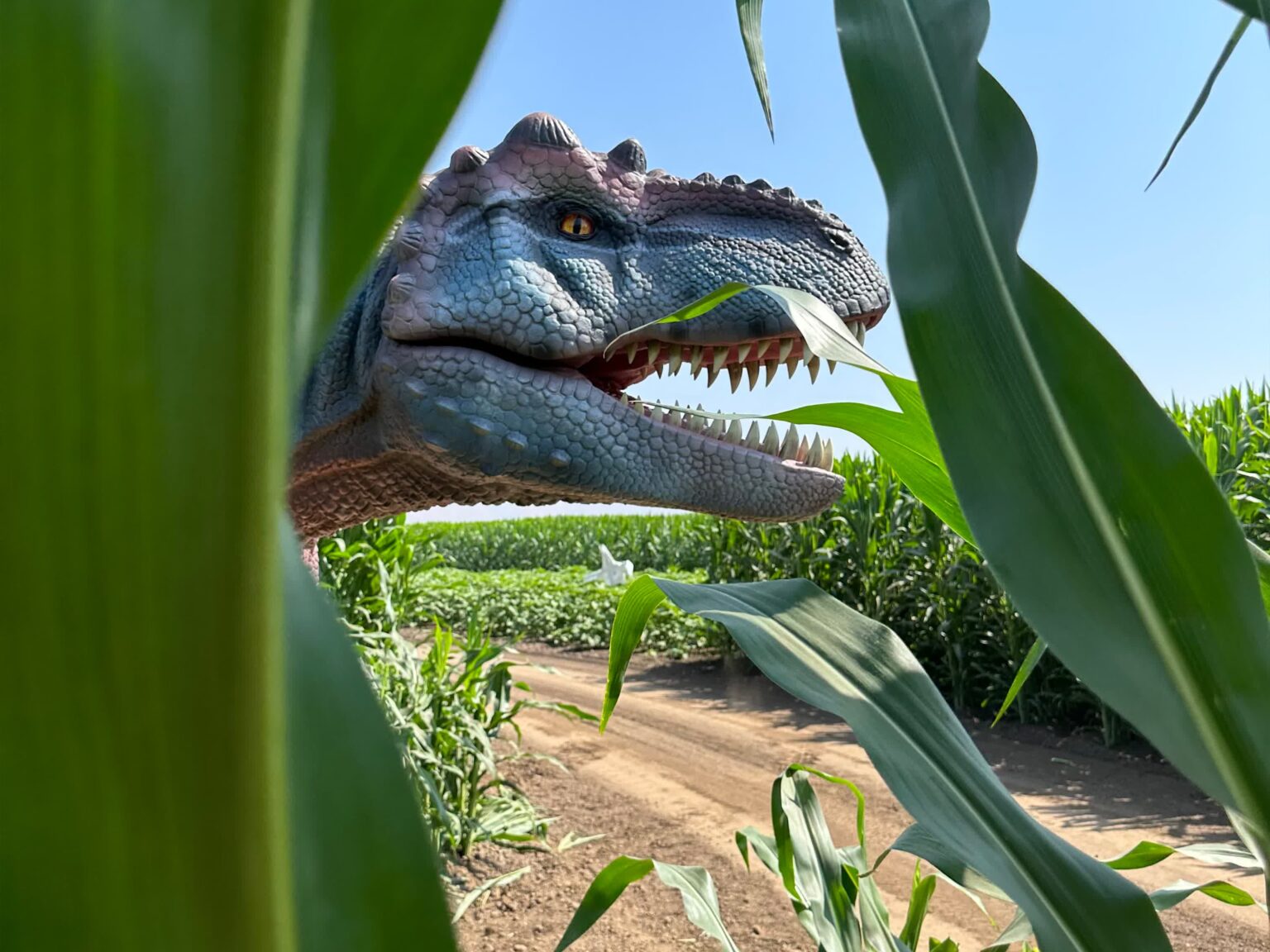 Pumpkin Patch Attractions - Spina Farms Pumpkin Patch